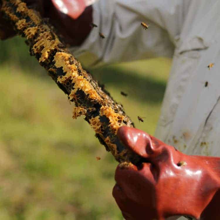 Bee Diseases And Dangers You Should Watch Out For | Farmvina