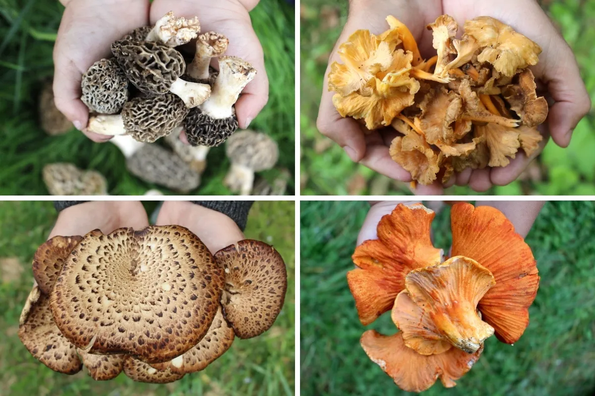 6 easy-to-identify edible mushrooms for beginners | Farmvina