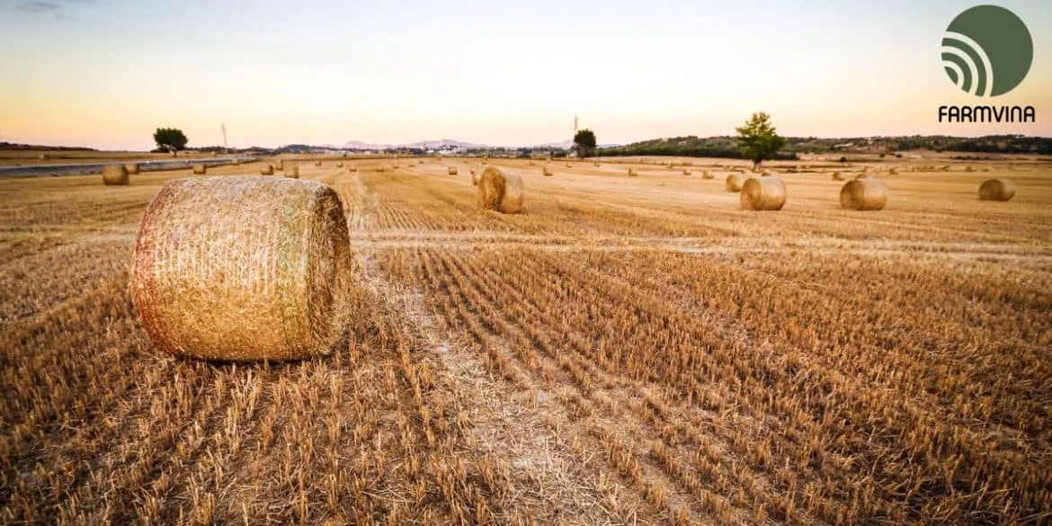 Hay Farming Success: Proven Strategies for High Yields | Farmvina