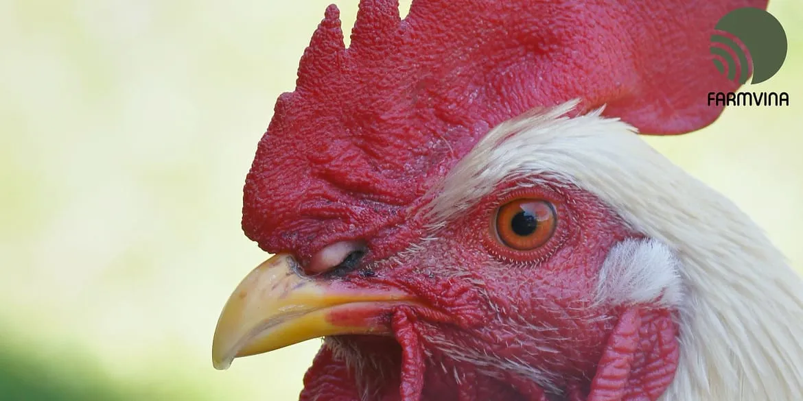 How to Caponize a Chicken? A Guide To Chicken Caponization | Farmvina