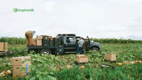 Truck Farming: Boost Your Crop Production | Farmvina